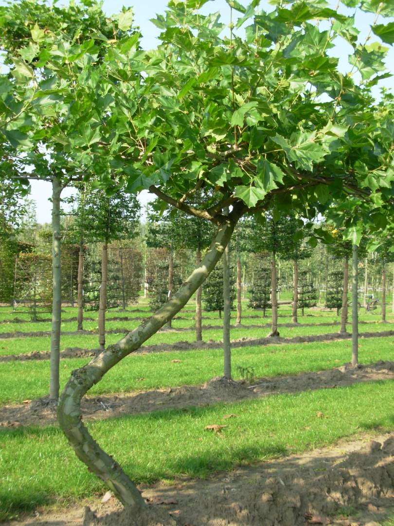 Platanus TREEVOLUTION ® THE SWING ® | Platanus TREEVOLUTION ® THE SWING ® - Van den Berk Nurseries